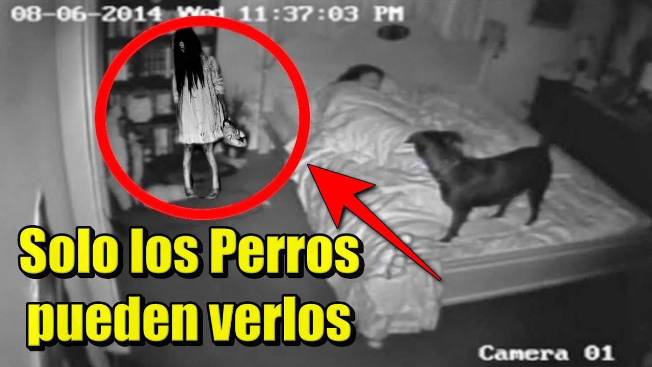 5 perros Que Vieron Cosas PARANORMALES que sus Dueños No Pudieron Ver ...