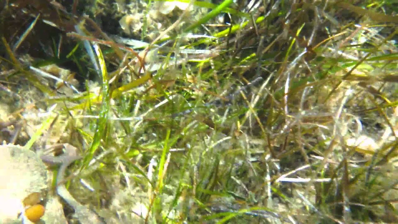 Octopus Attack, Tintenfisch Angriff - YouTube