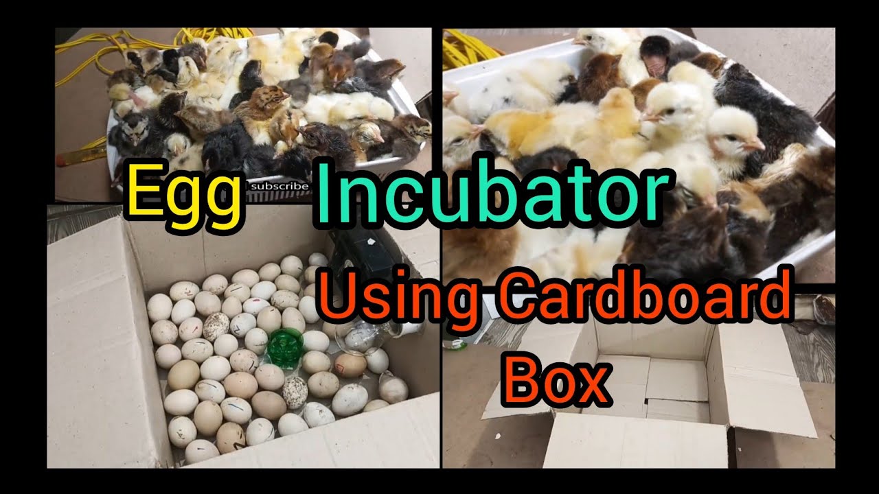 Egg Incubator /Cardboard Box XH«W3001 DC 12 V /120W - YouTube