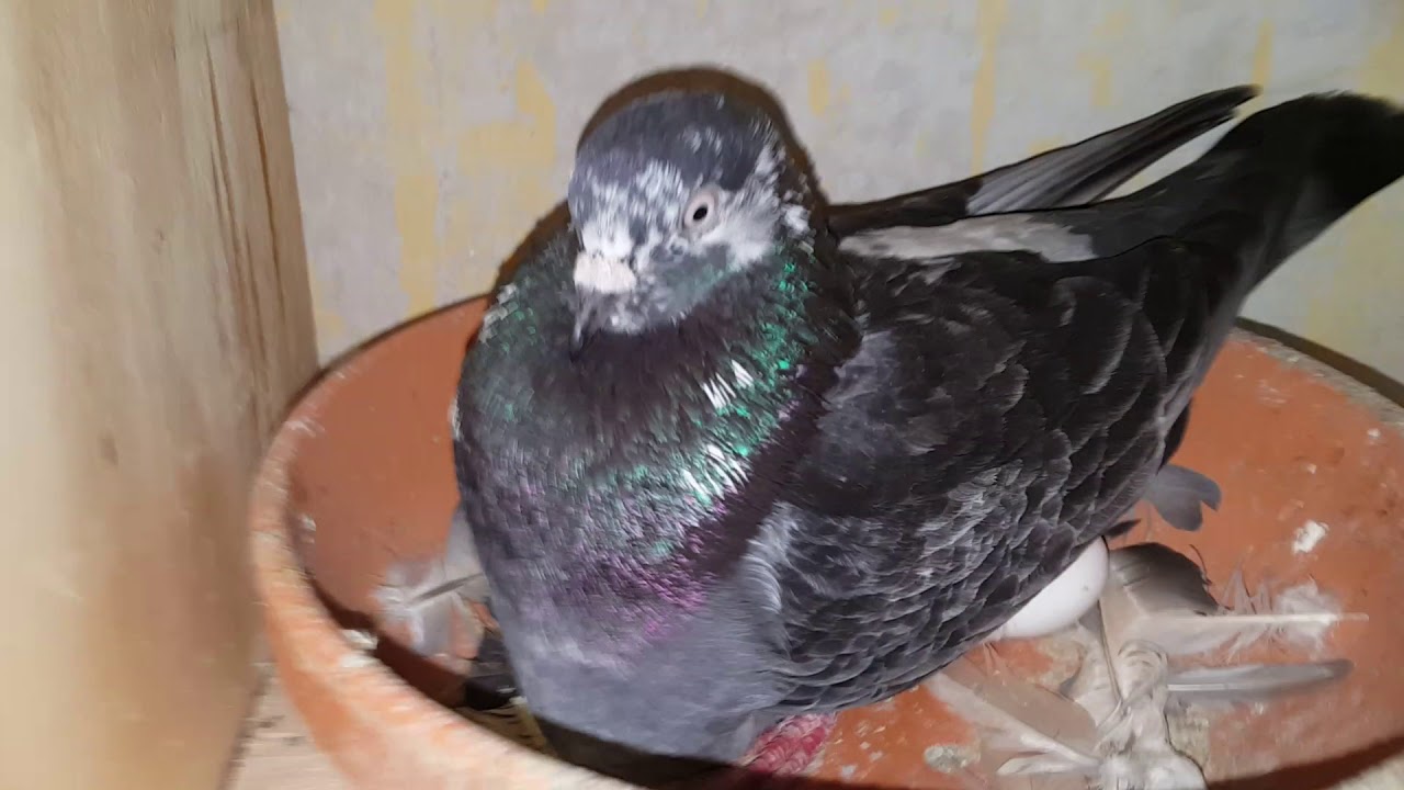 2018 Tipplers, different colors & patterns. - YouTube