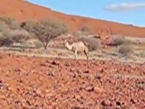 The Feral Camel and Kangaroo of Kata Tjuta - YouTube