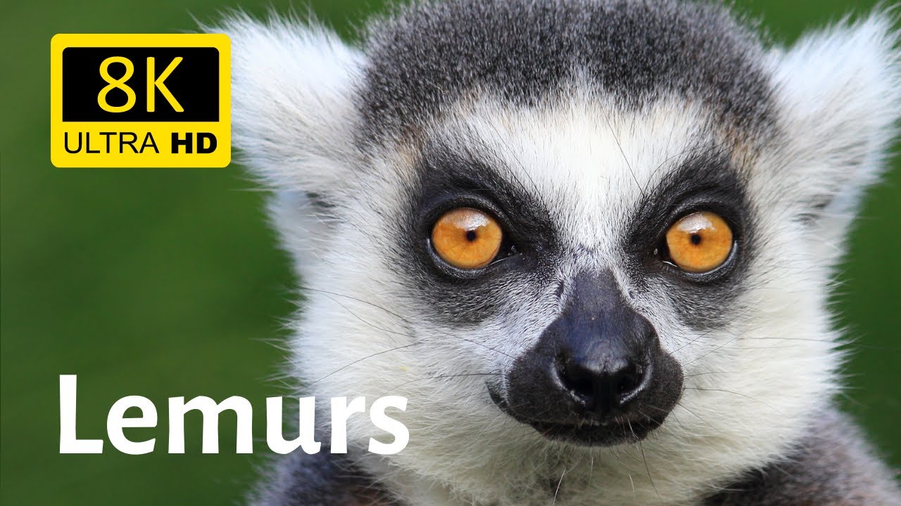 Calm Down Lemur
