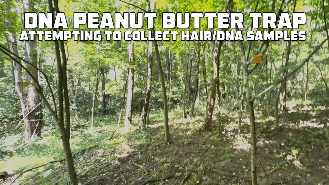 DNA Peanut Butter Trap - YouTube
