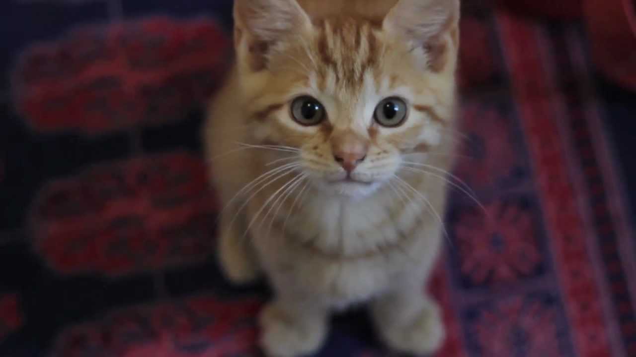 Pongo The Cat - YouTube