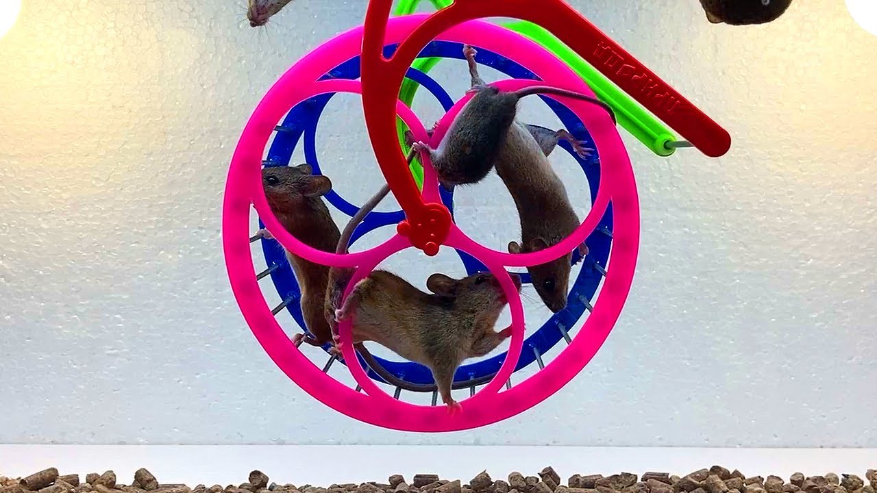 Day 138 – Mice Have A New Running Wheel (Ver. 2 Part 3) | Watching ...