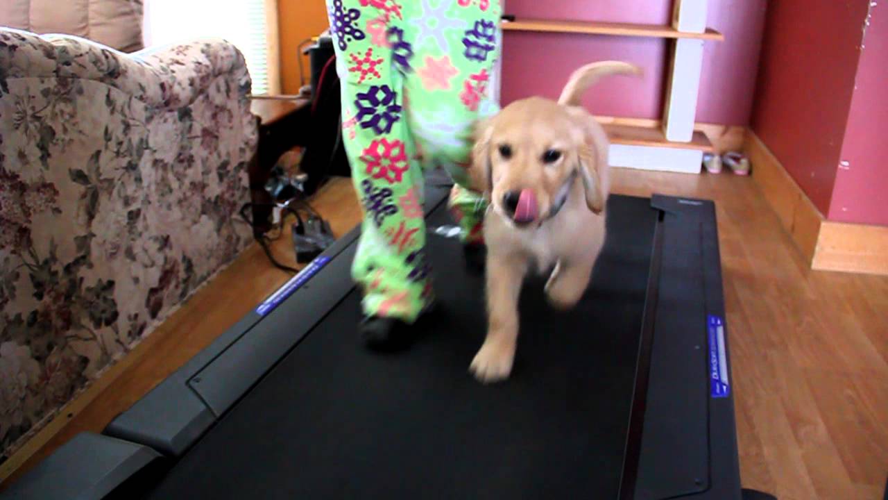 Puppy Work Out - YouTube