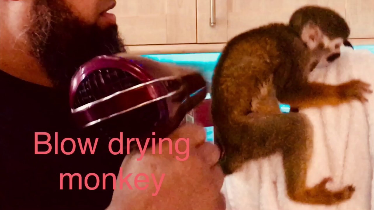 Squirrel monkey bath drying - YouTube