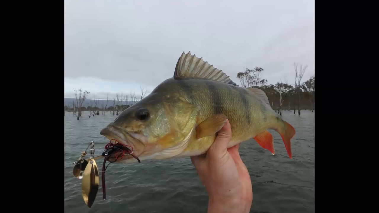 Catching Big Redfin - TT Lures Vortex Spinnerbait with Angus James ...