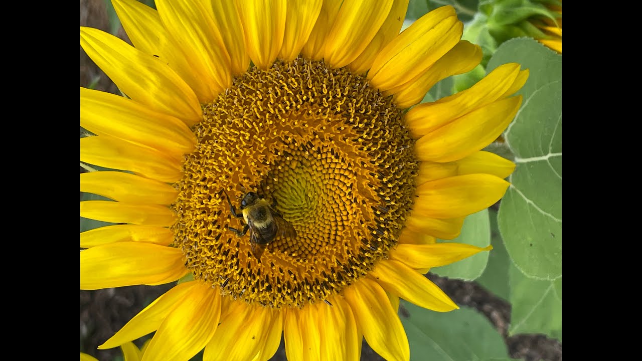 Ann Reed Live From Somewhere In Her House! Thursday, September 11, 7:00 ...