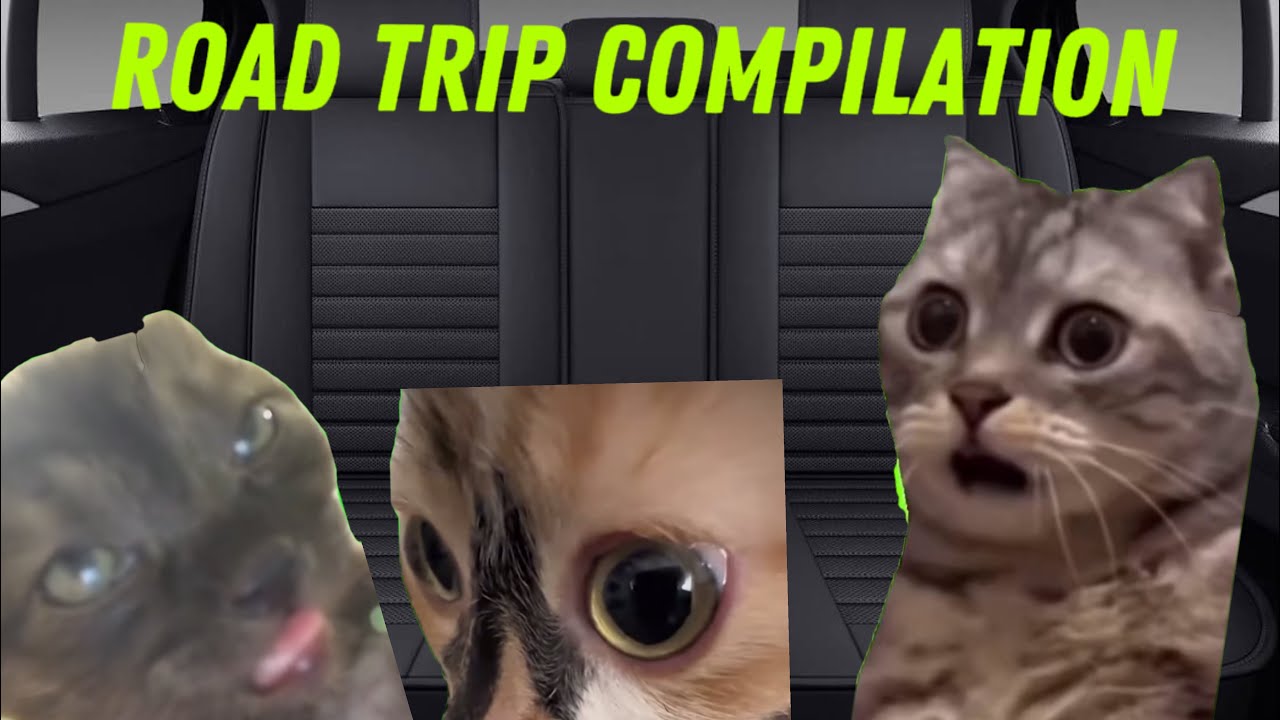 Cat Memes Road Trip Compilation Youtube