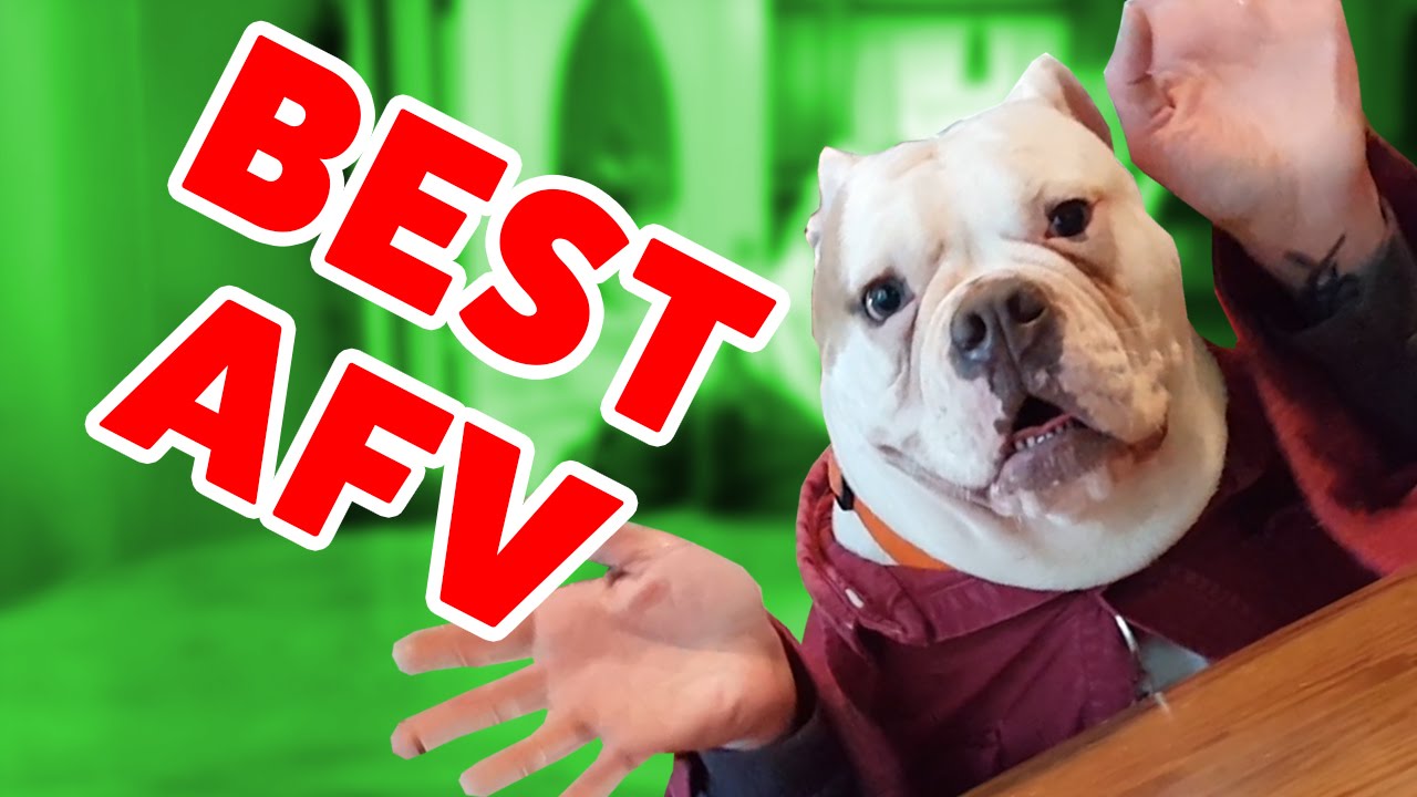 ☺ AFV (NEW!) Funniest Home Video Bloopers & Moments of 2016 (Funny Fail ...