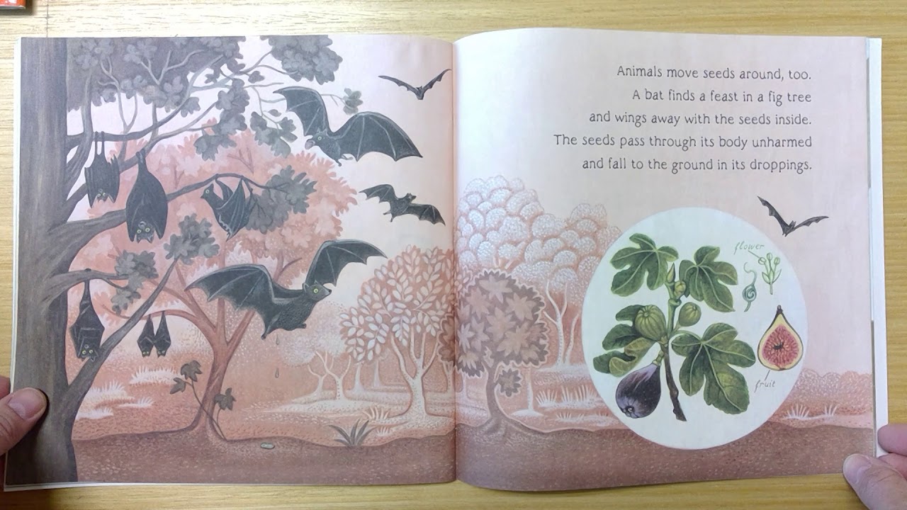 Flip, Float, Fly seeds on the Move - YouTube