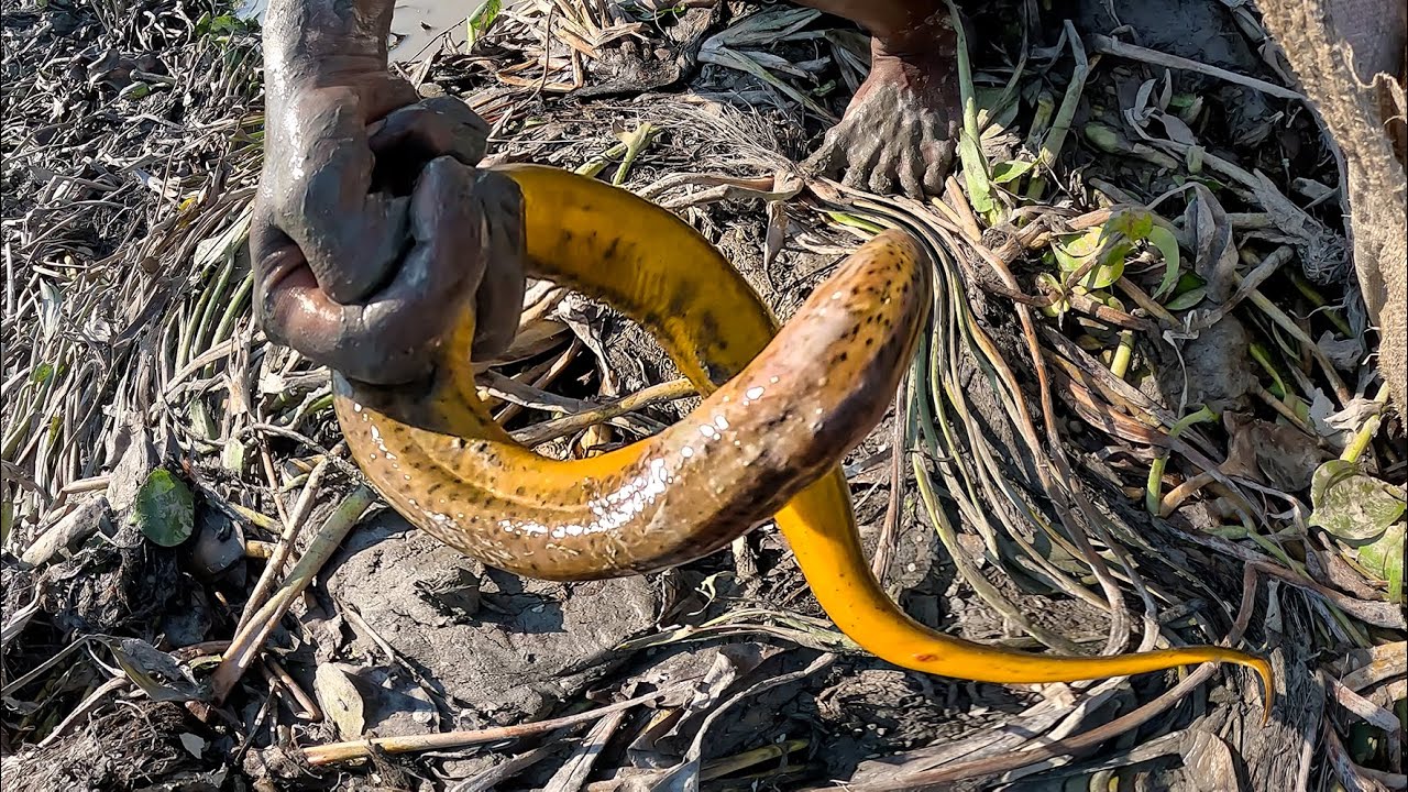 গর্ত থেকে বড়শি দিয়ে বড় কুচিয়া মাছ ধরার কৌশল, Amazing Traditional Eel Fishing Technique Dry ...