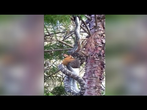 Python hunting monkeys on the tree！蟒蛇倒挂树上猎杀吞食猴子 绝对罕见 - YouTube