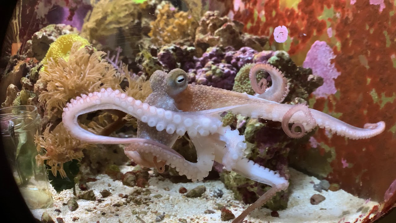 Dax the tank octopus enters “senescence” - YouTube