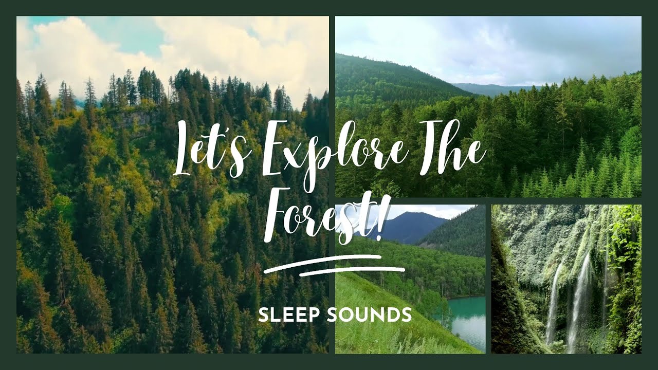 Explore the Forest: Sleep Sounds - YouTube