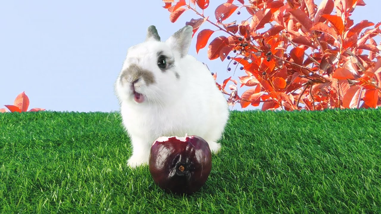 ASMR 🐇Rabbit Eats Pomerac Otaheite Apple🍎Jamaican Apple Mountain Apple ...