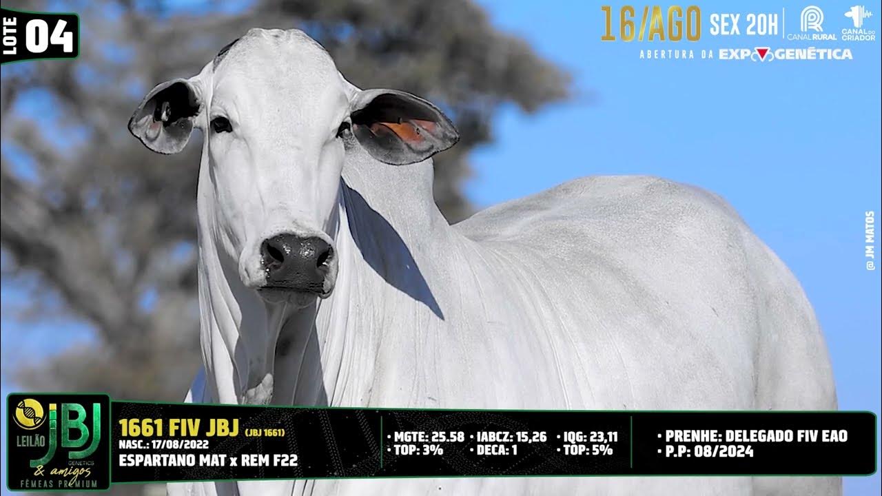 LOTE 04 JBJ 1661 - YouTube
