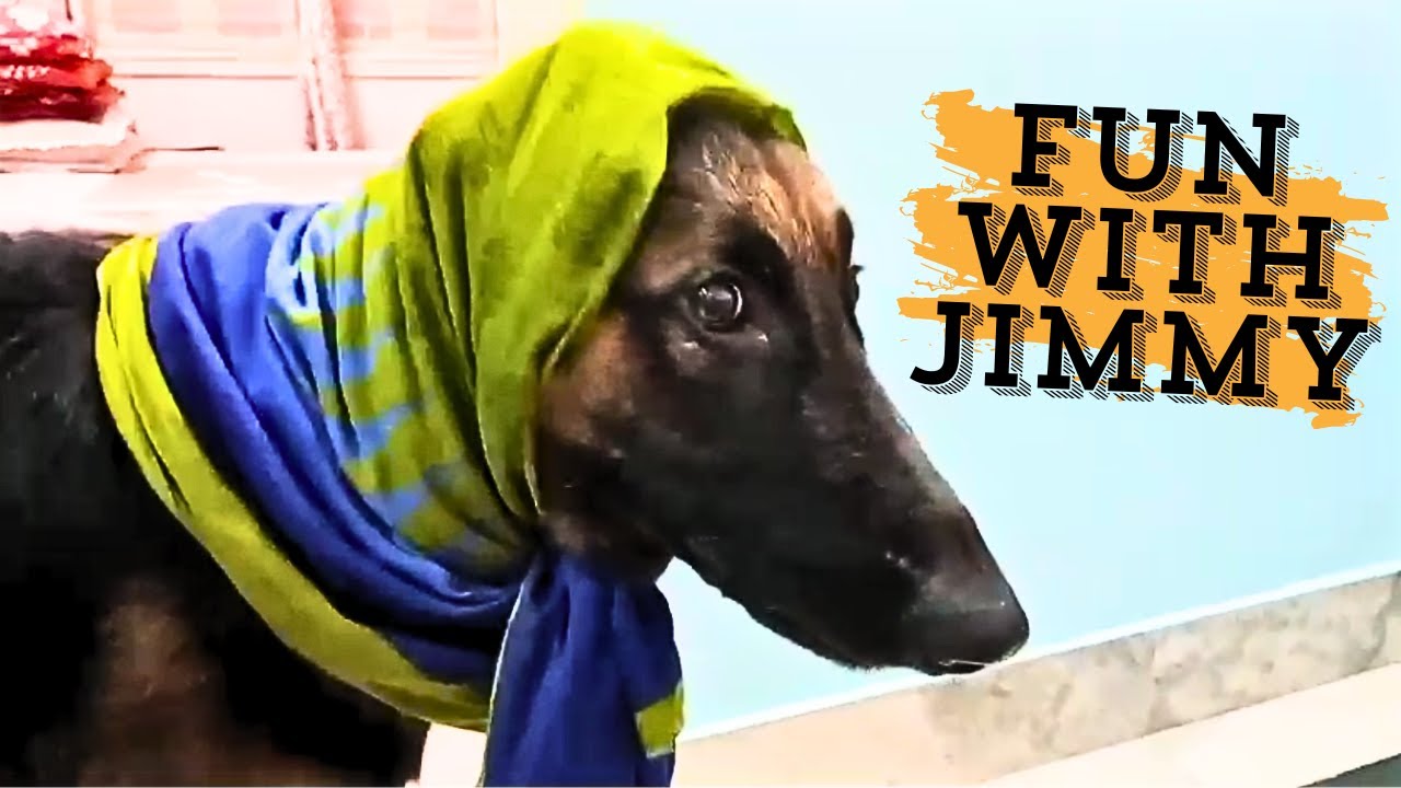 Fun With Jimmy || German Shepherd || Dog || Kolkata || - YouTube