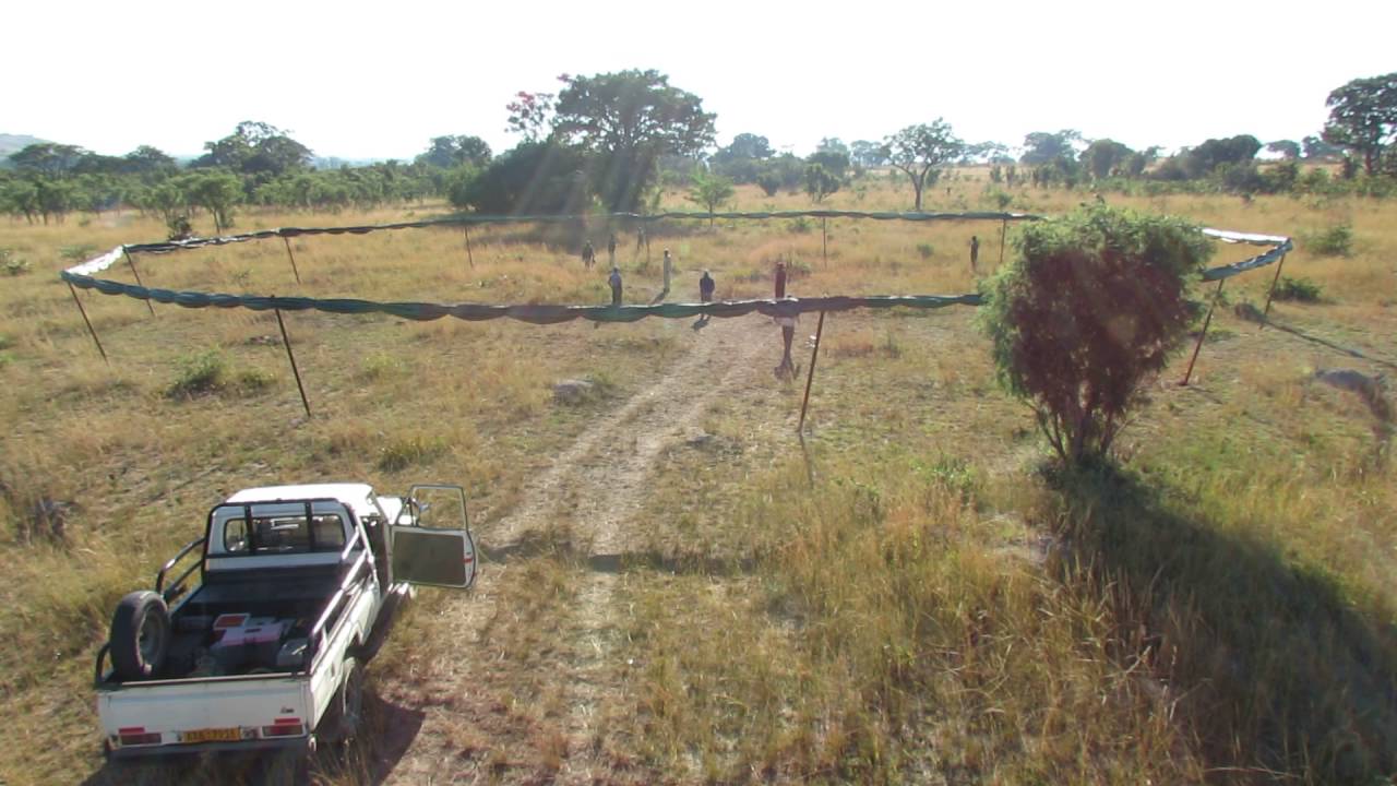 Wildlife Passive Capture Boma - YouTube