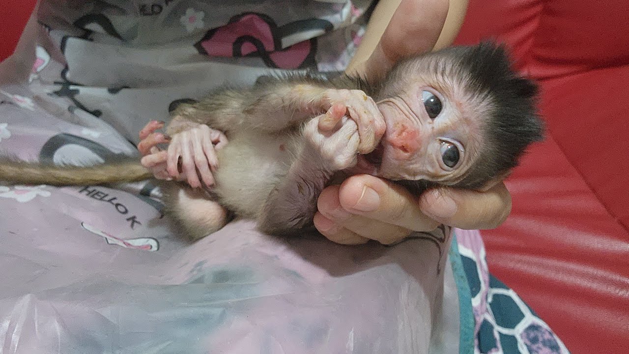 Newcomer Newborn Baby Monkey in Chiro Family - YouTube