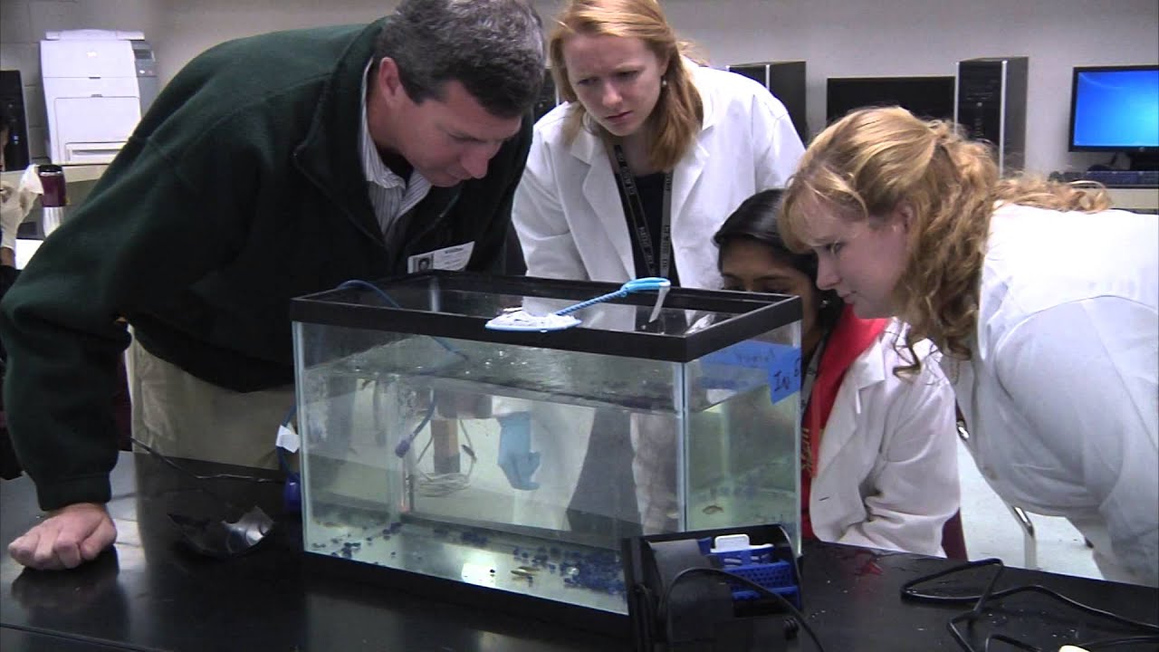 Zebrafish experiment at local Brazos Valley H.S. - YouTube