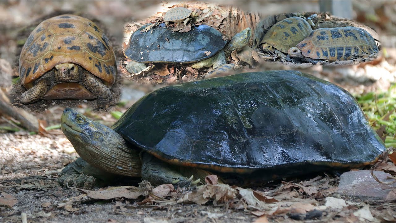 Many turtles, Very amazing turtles. Their behavior is very attractive ...