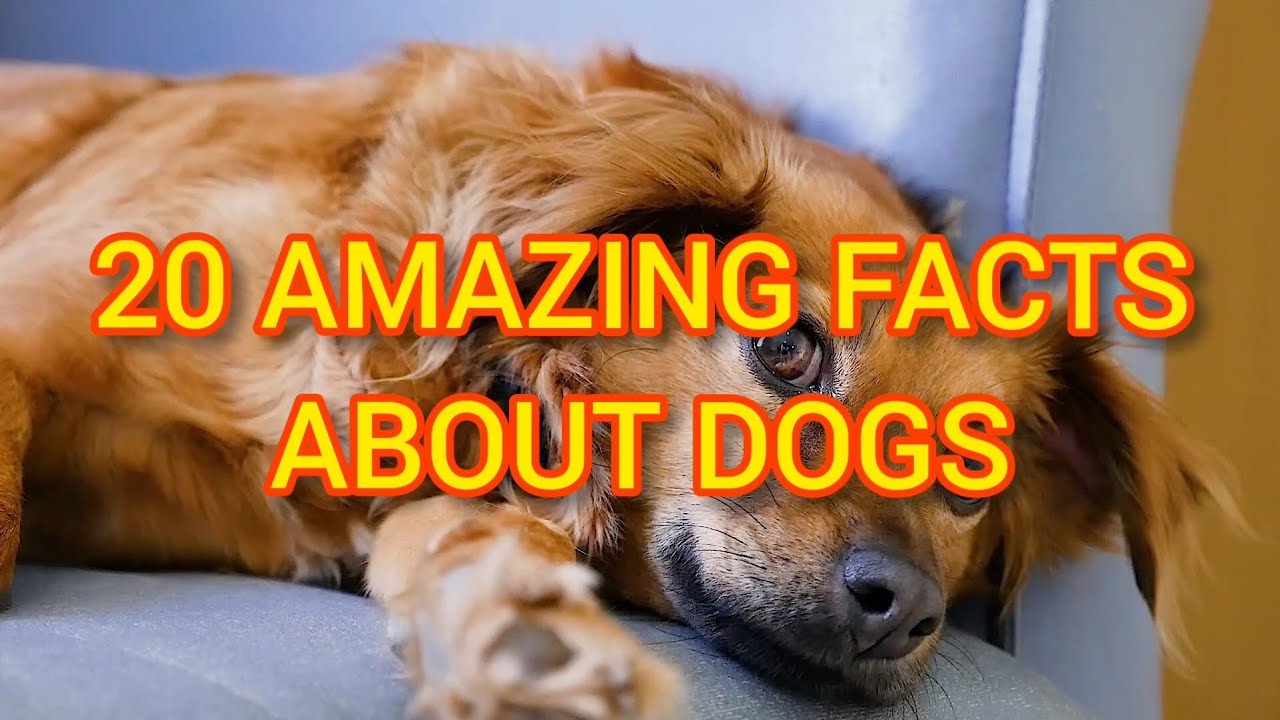 20 Amazing Facts About Dogs YouTube 20-amazing-facts-about-dogs-youtube