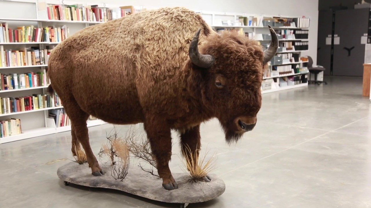 Uses of the Buffalo - Tatanka - YouTube