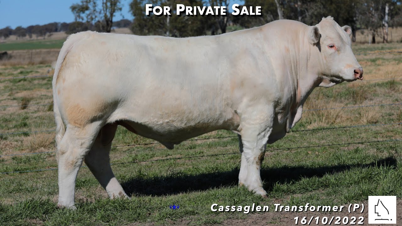 Cassaglen Transformer (P) - YouTube