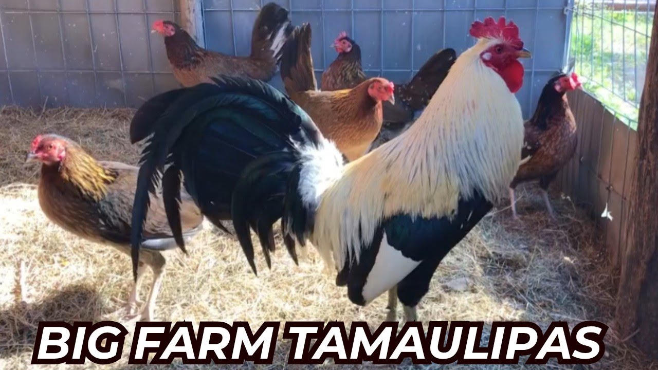 TAMAULIPAS Breeding Season Feeding Time Big Farm Mexico Gueromel Farm ...