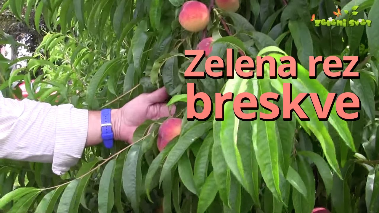 Zelena rez breskve - YouTube
