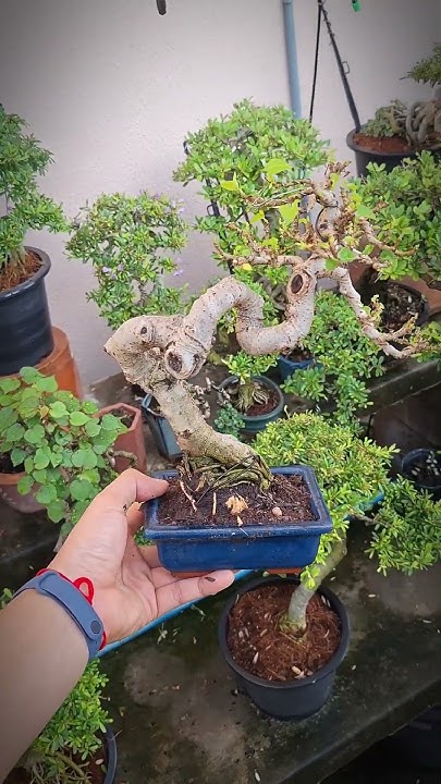 Conceptpro🌲🌲🌲 Bonsai By Pro🌳🌳🌳 Bonsaithailand🇹🇭🇹🇭🇹🇭 Bonsai🌿🌿🌿 Video🌼🌼