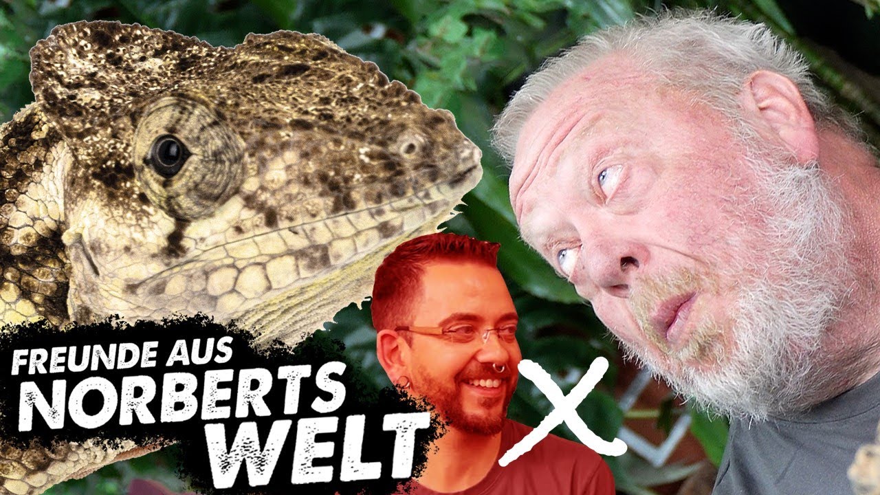 Der FALSCHE Sven | FREUNDE AUS NORBERTS WELT | ZOO ZAJAC - YouTube