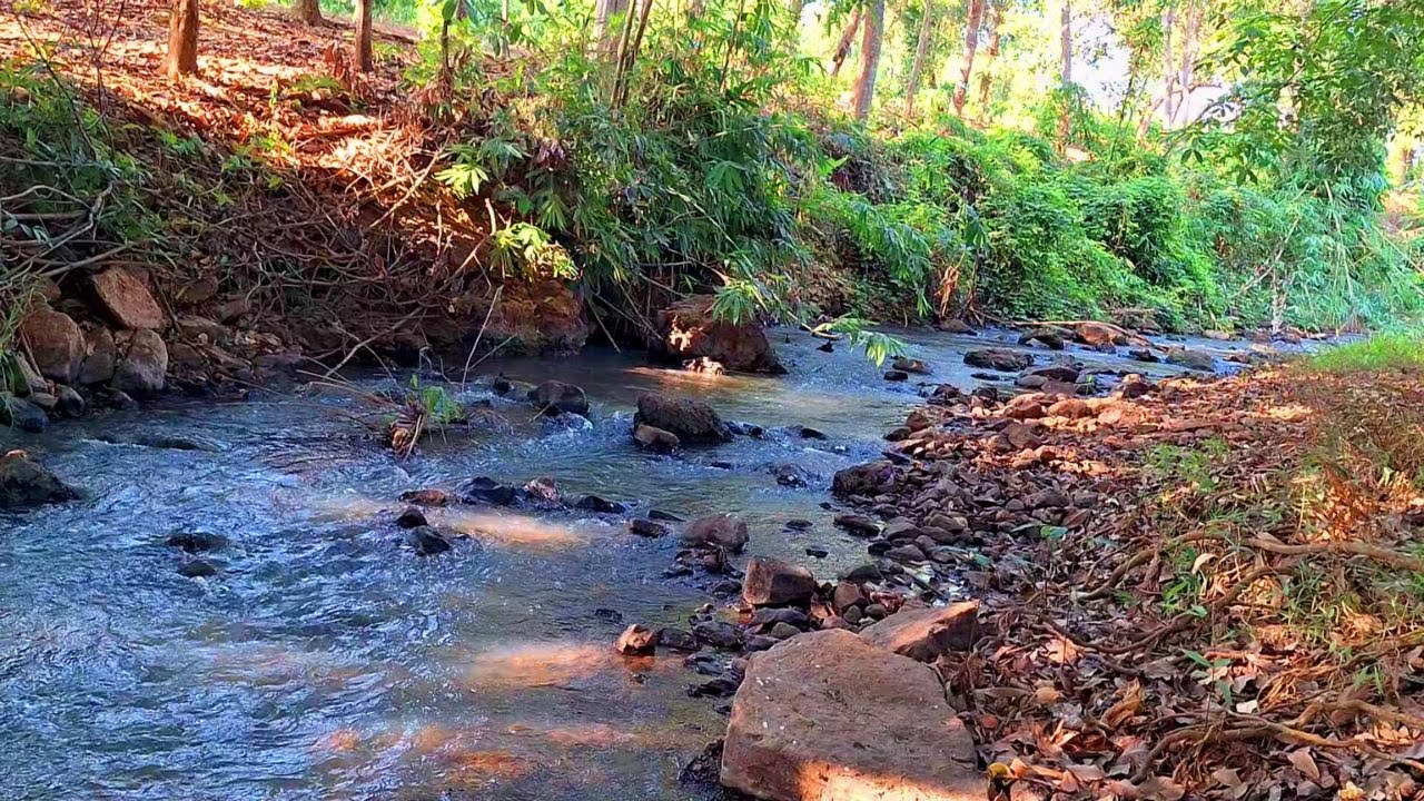 Gentle Water Flow and Forest Birds | Harmonious Nature Sounds for ...