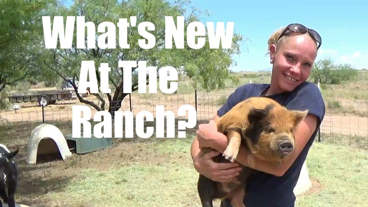 NEW ANIMALS ON THE RANCH - YouTube
