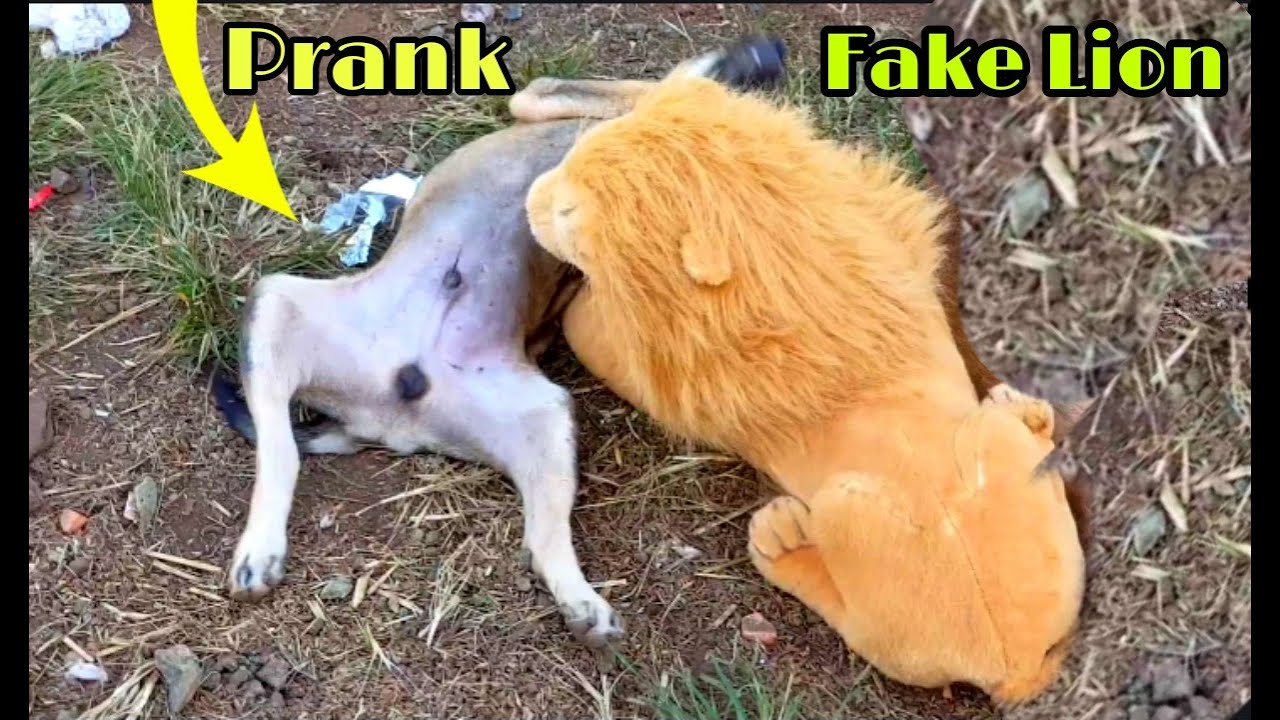 Fake Lion Prank Dog & Fake Tiger Prank Videos!! - YouTube