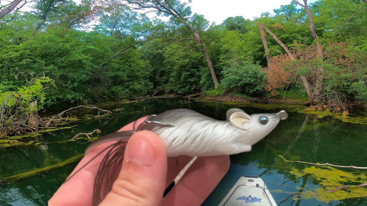 MINI Topwater Rat Gets HAMMERED by Bass - YouTube