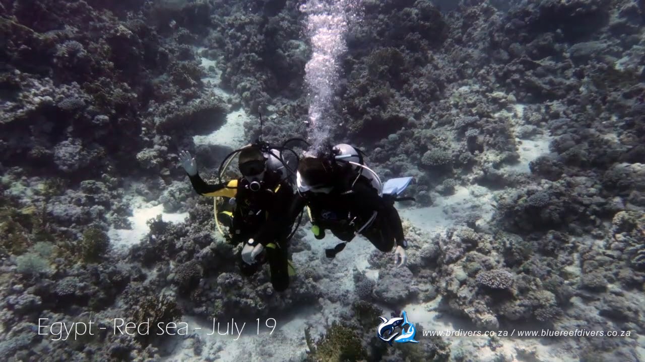 Shark Yolanda reef Red Sea - YouTube