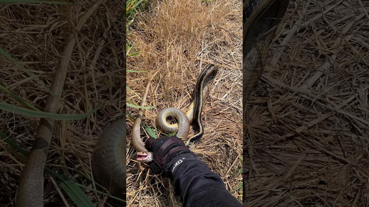 Tay không bắt rắn - Catch Snake #hunting #huntingchannel #nature #snake #wildanimalhunting # ...