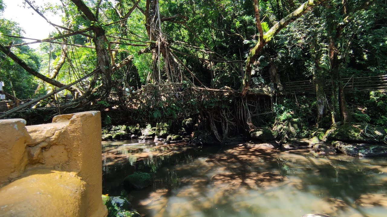 Living Root Bridge Meghalaya at Riwai village to mawlynnong,jingkieng ...