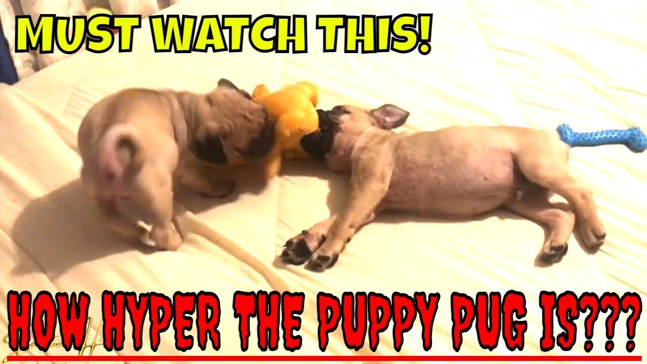 PLAYING MY SUPER HYPER PUGS | MALLOW & WAFFLE | DELMA HOLE - YouTube