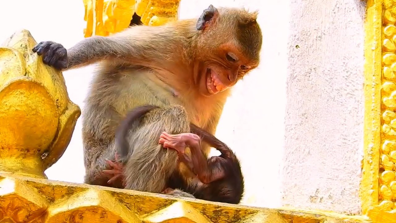 No Love Newborn Baby By First Mom Tries To Rejected Baby Hug - YouTube