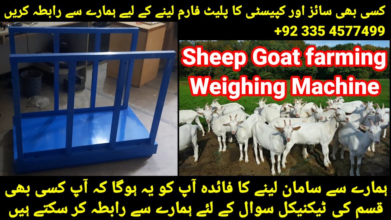 Animal Weight Machine in pakistan - YouTube