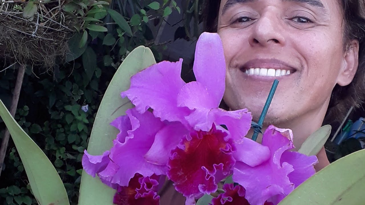 EXPOSIÇÃO DE ORQUÍDEAS EM MACEIÓ-AL | PARTE 2 - YouTube