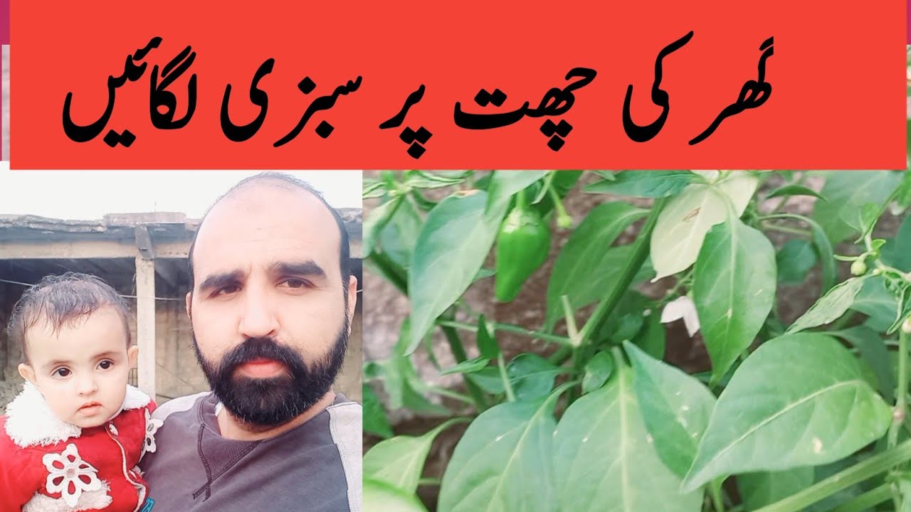 ghar ki chat par garden kaise banayeگھر کی چھت پر سبزیاں لگائے🍂😱😱 ...