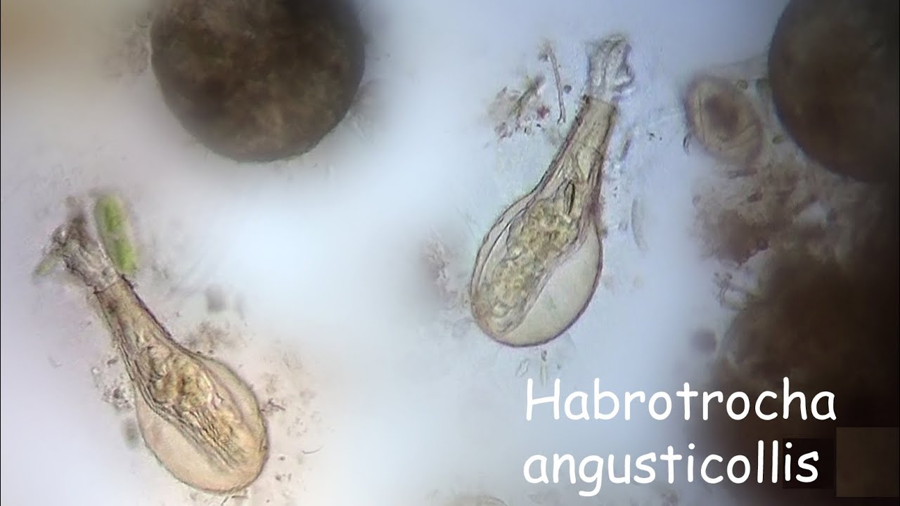 Habrotrocha angusticollis - YouTube