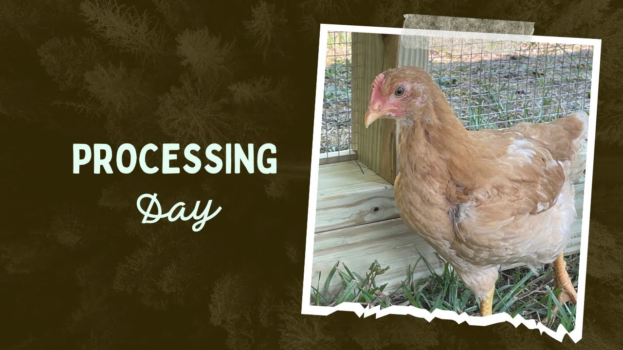Farm to table: Processing chickens - YouTube