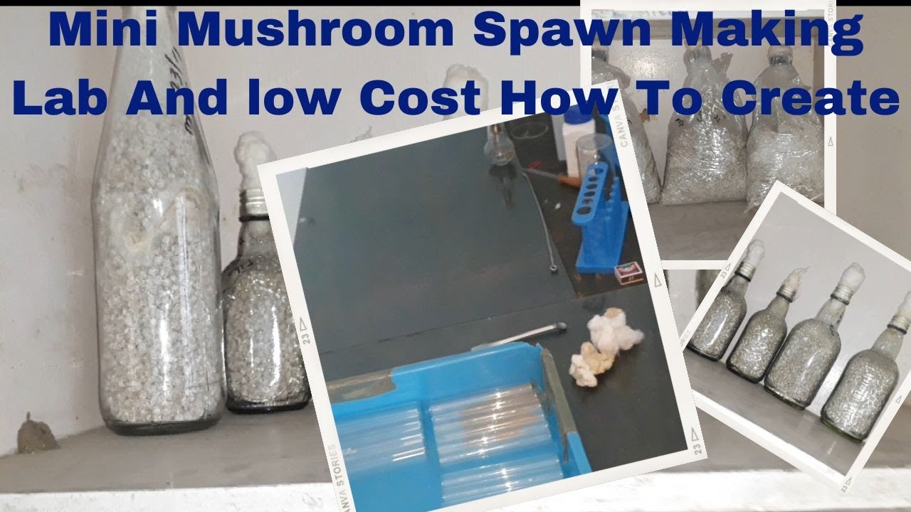 Mini Mushroom Spawn Making Lab And low Cost How To Create - YouTube