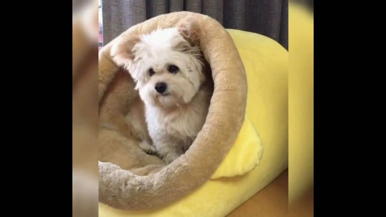 Cuteness Overload-Cute Dogs Video Compilation. - YouTube